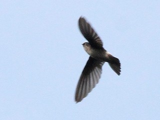 Moluccan Swiftlet - eBird