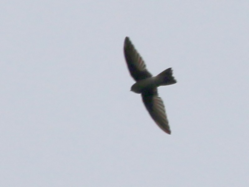 Volcano Swiftlet - eBird