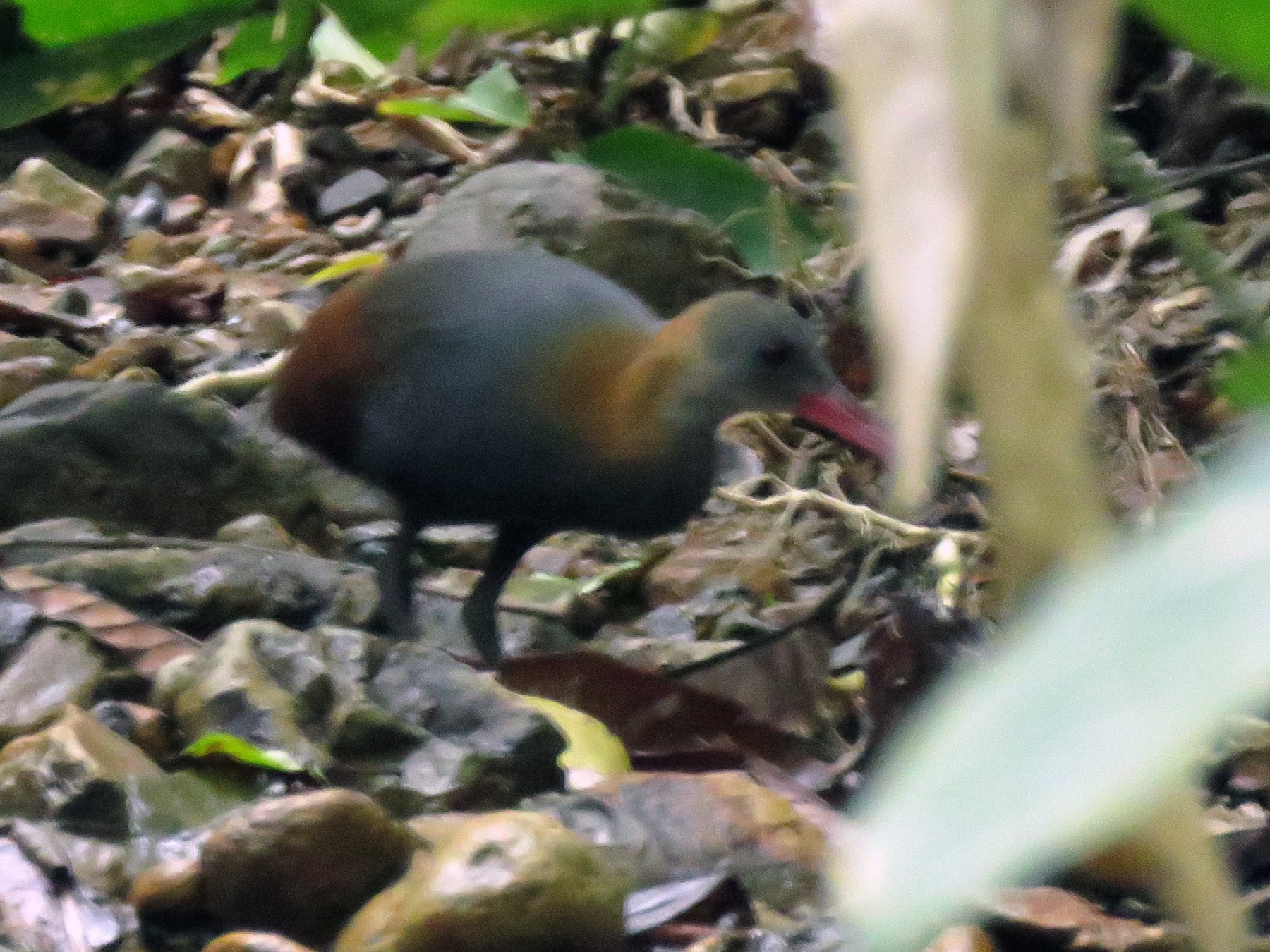 Snoring Rail - eBird