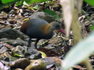 Snoring Rail - Aramidopsis plateni - Birds of the World