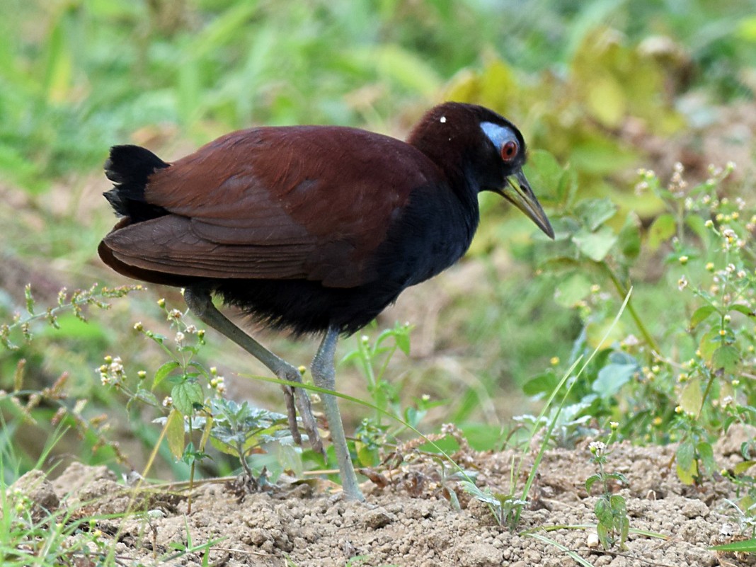 Blue-faced Rail - eBird