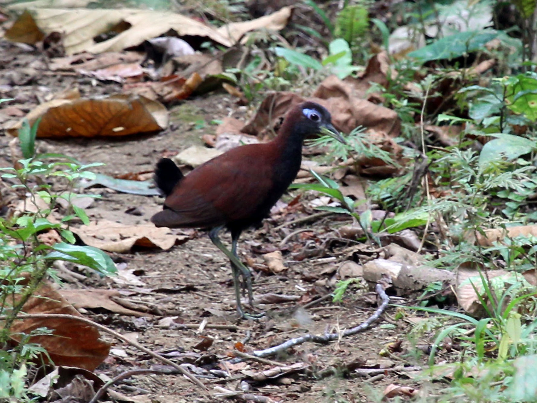 Blue-faced Rail - eBird