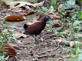 Blue-faced Rail - eBird