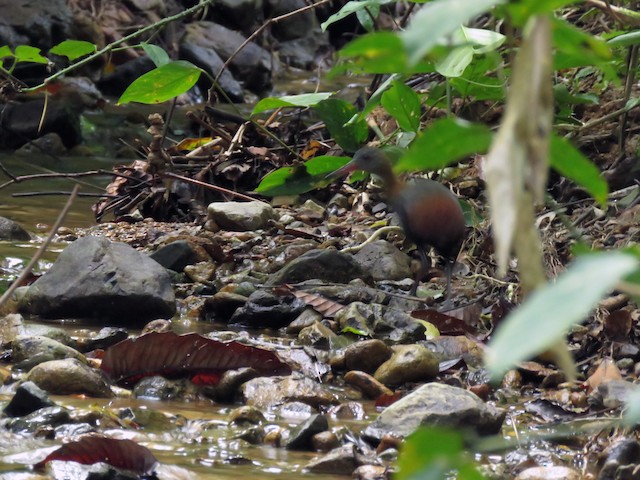Photos - Snoring Rail - Aramidopsis plateni - Birds of the World