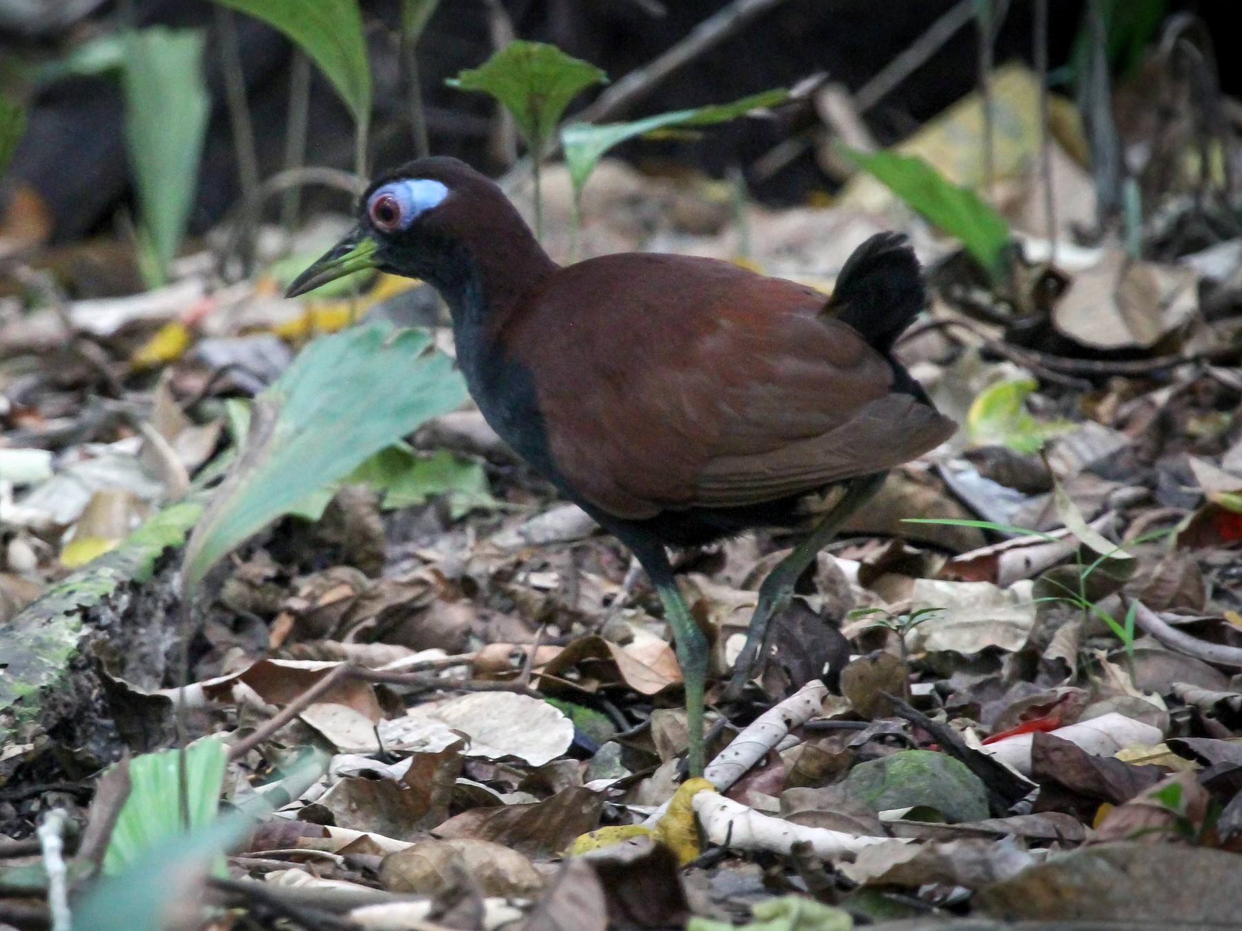 Blue-faced Rail - eBird