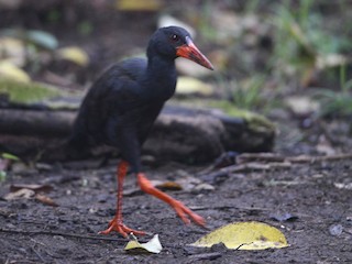 Invisible Rail - Gallirallus wallacii - Birds of the World