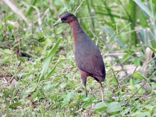 Photos - Isabelline Bush-hen - Amaurornis isabellina - Birds of the World