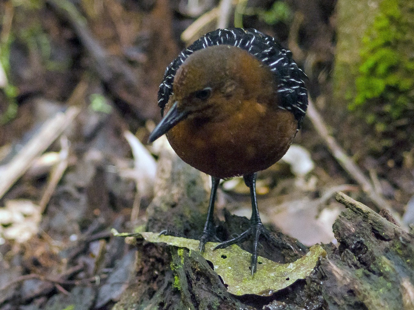 White-striped Forest Rail - eBird
