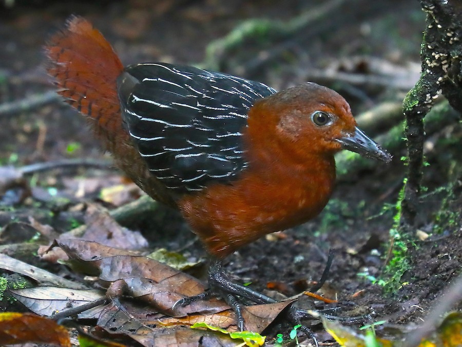 White-striped Forest Rail - eBird