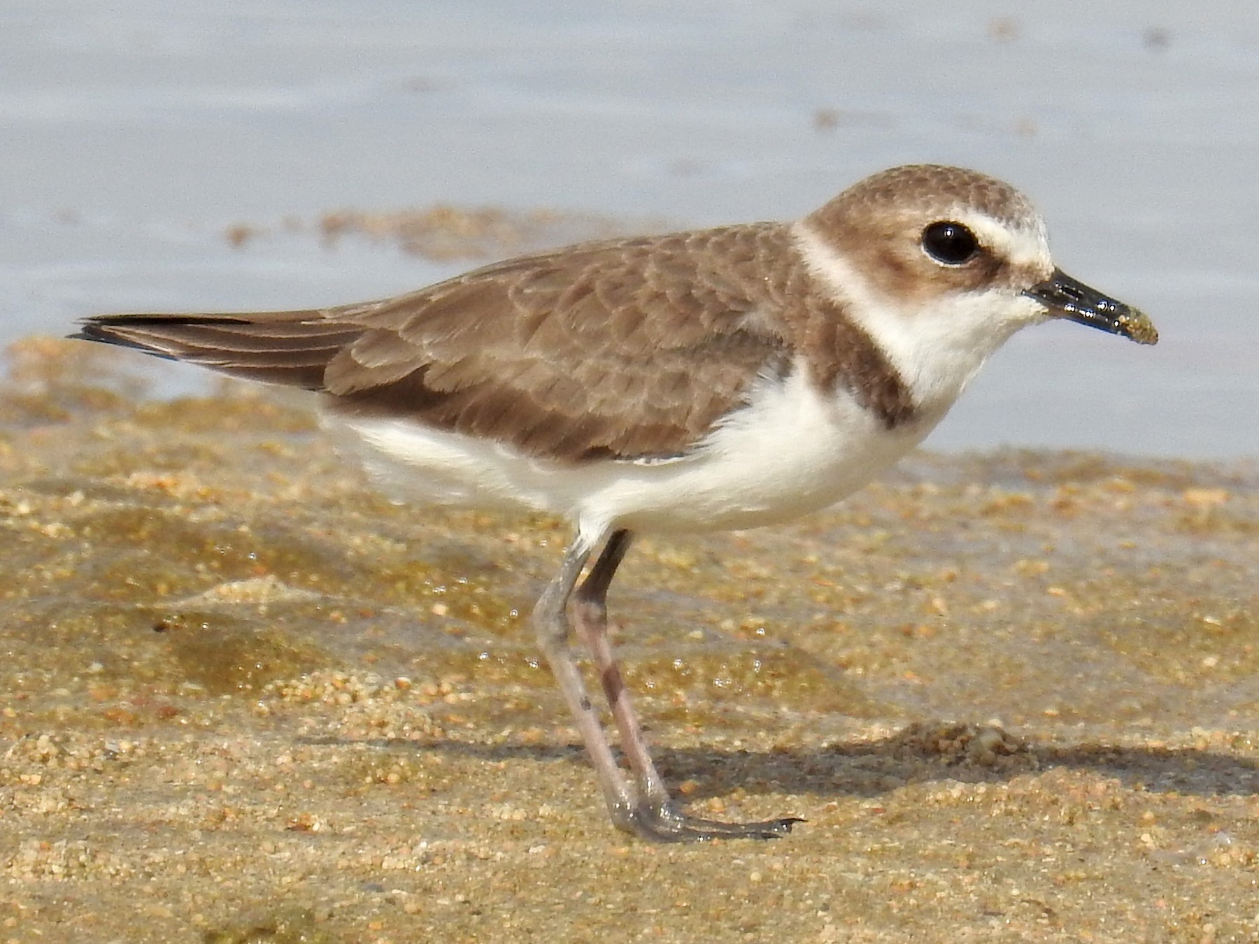 Javan Plover - eBird