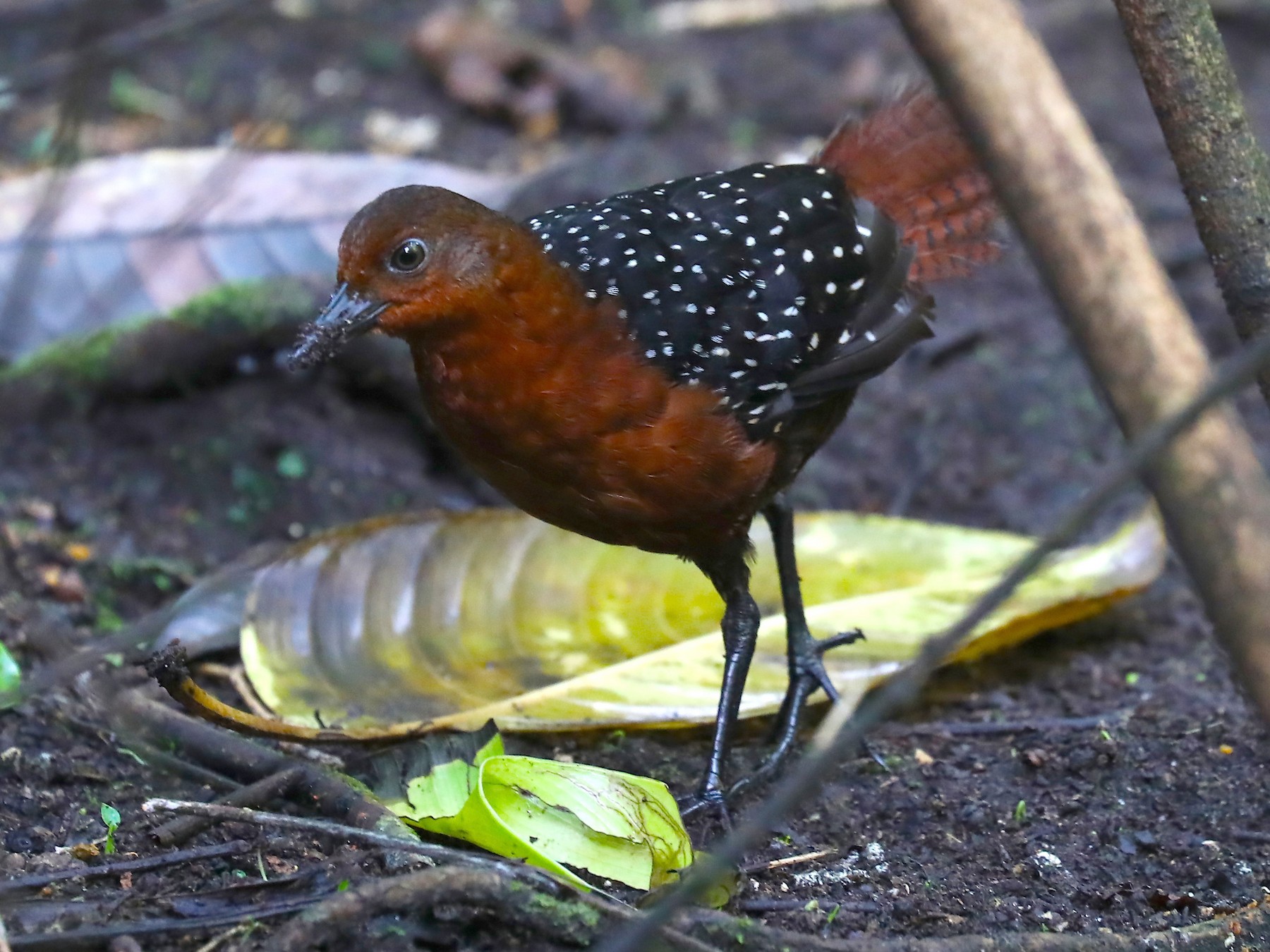 White-striped Forest-Rail - eBird