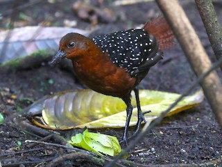 White-striped Forest Rail - eBird