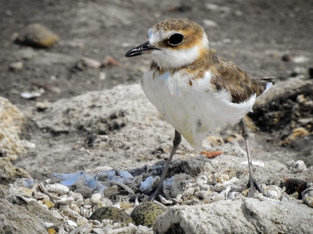 Javan Plover - eBird