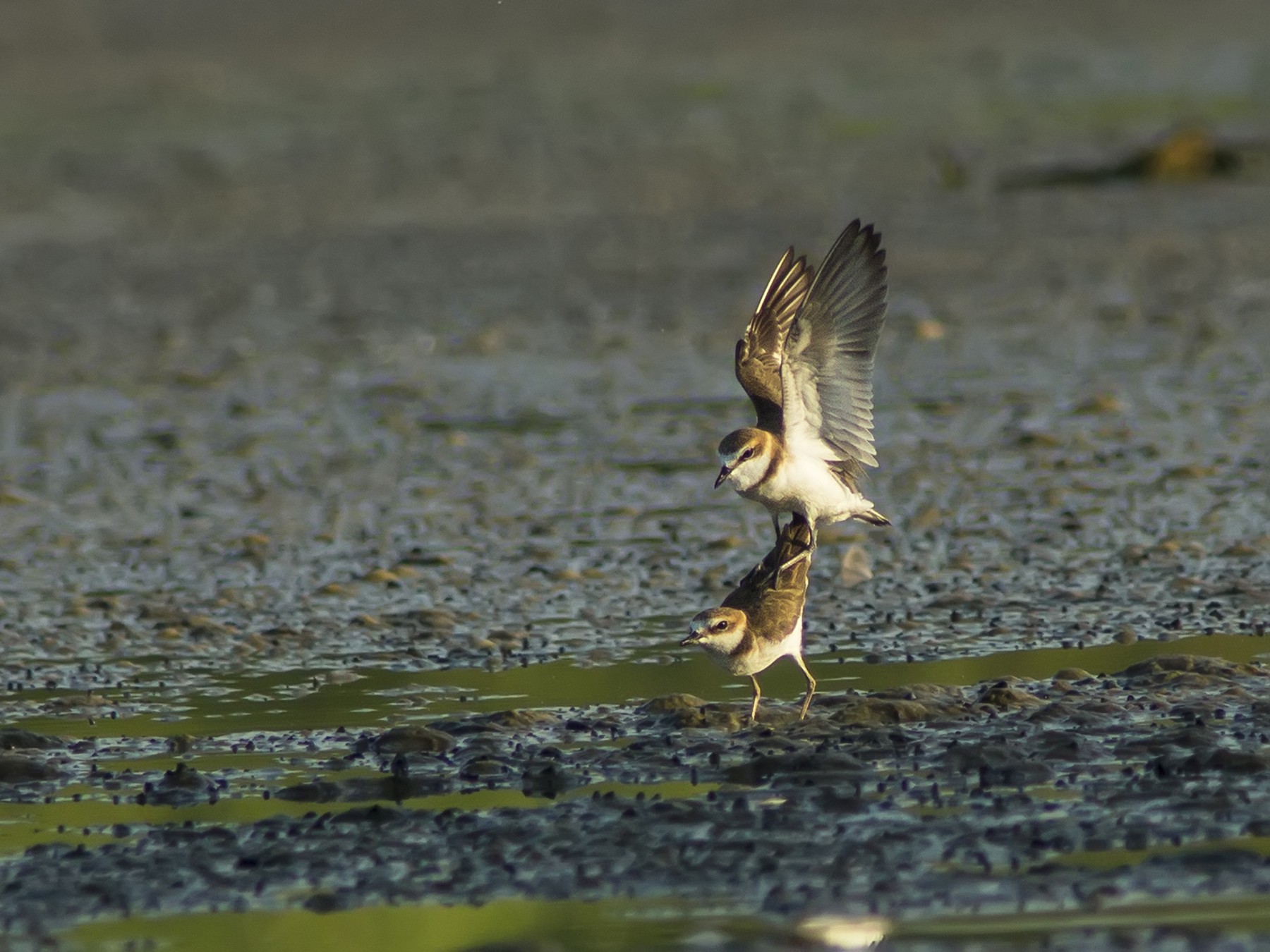 Javan Plover - eBird