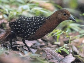 White-striped Forest Rail - eBird