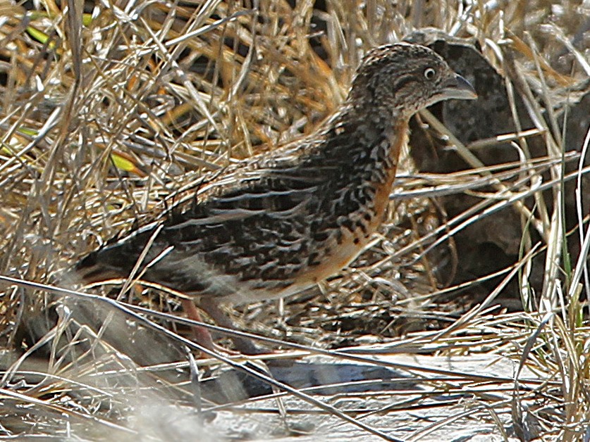 Sumba Buttonquail - eBird