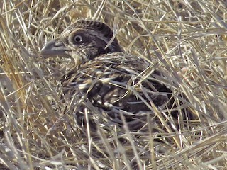 Sumba Buttonquail - eBird