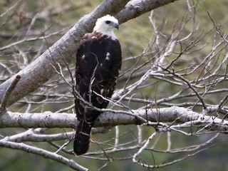 Flores Hawk-Eagle - eBird