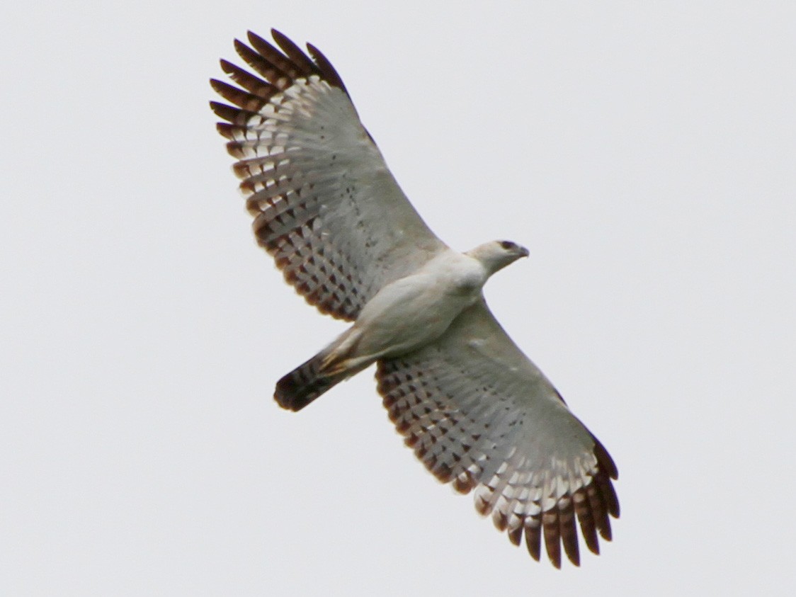 Flores Hawk-Eagle - eBird