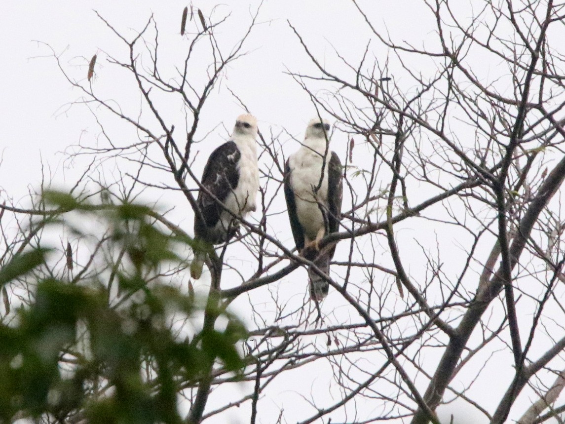 Flores Hawk-Eagle - eBird