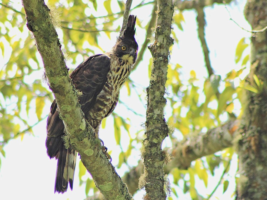 Javan Hawk-Eagle - eBird