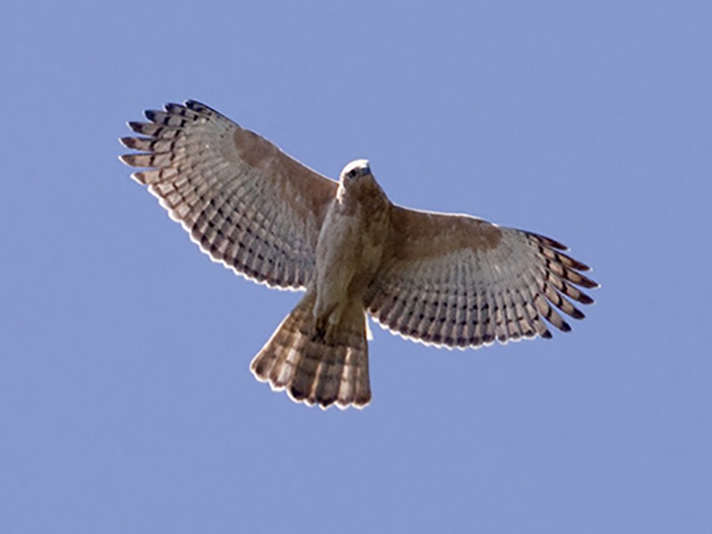Javan Hawk Eagle