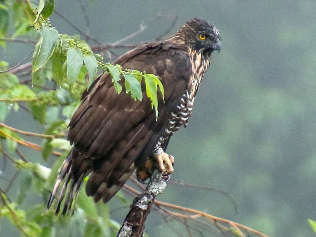 Sulawesi Hawk-Eagle - eBird