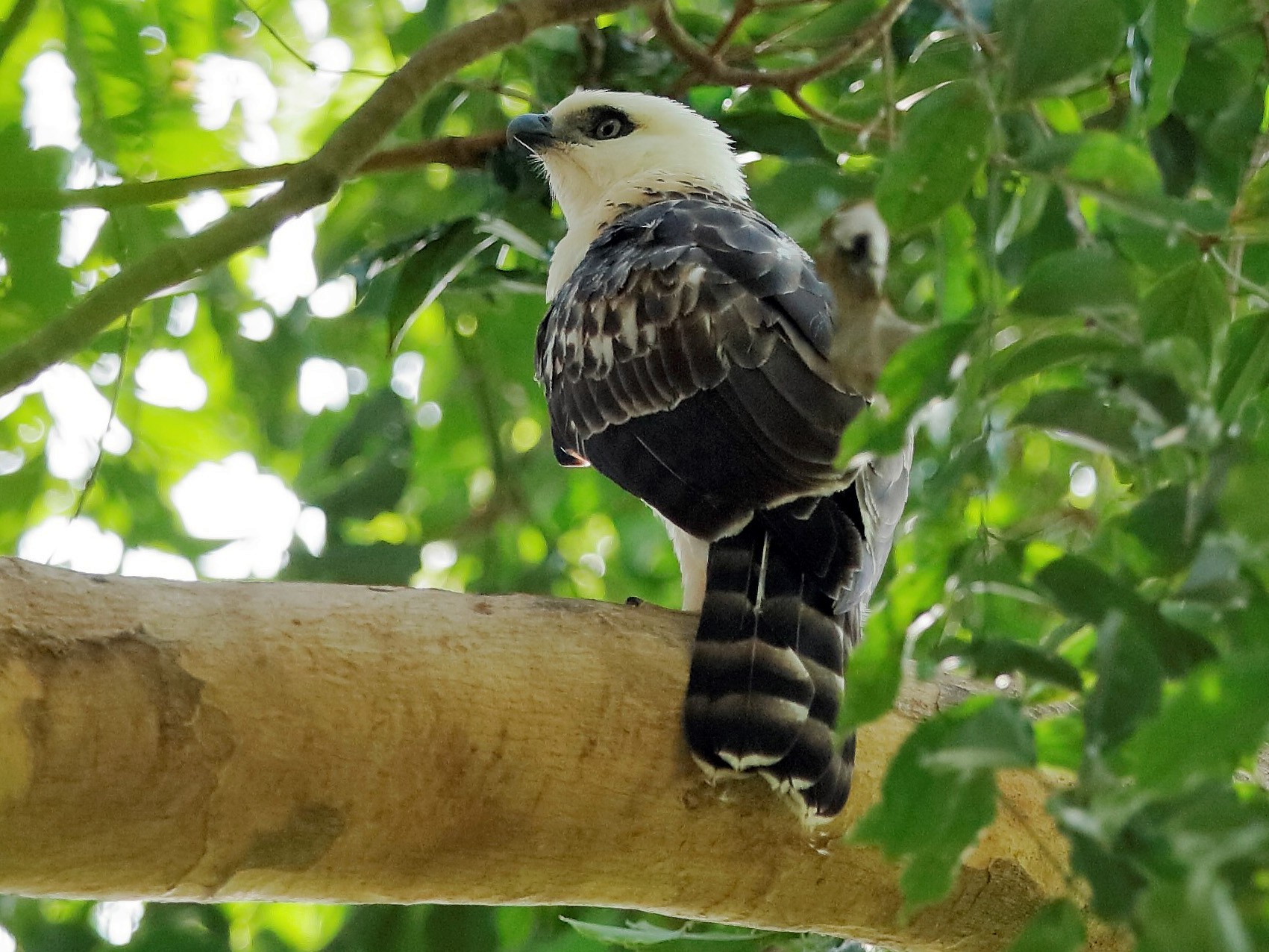 Sulawesi Hawk-Eagle - eBird