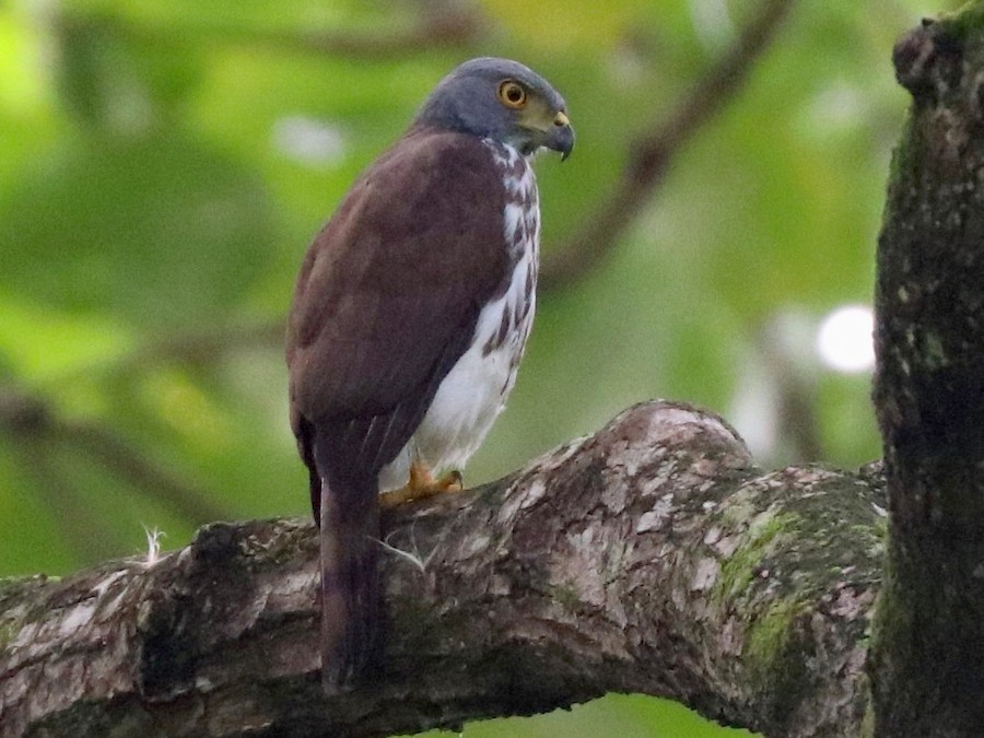 Sulawesi Goshawk - eBird