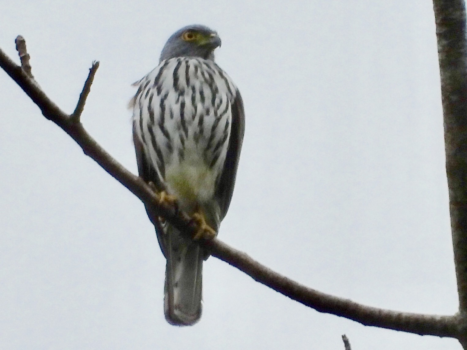 Sulawesi Goshawk - eBird
