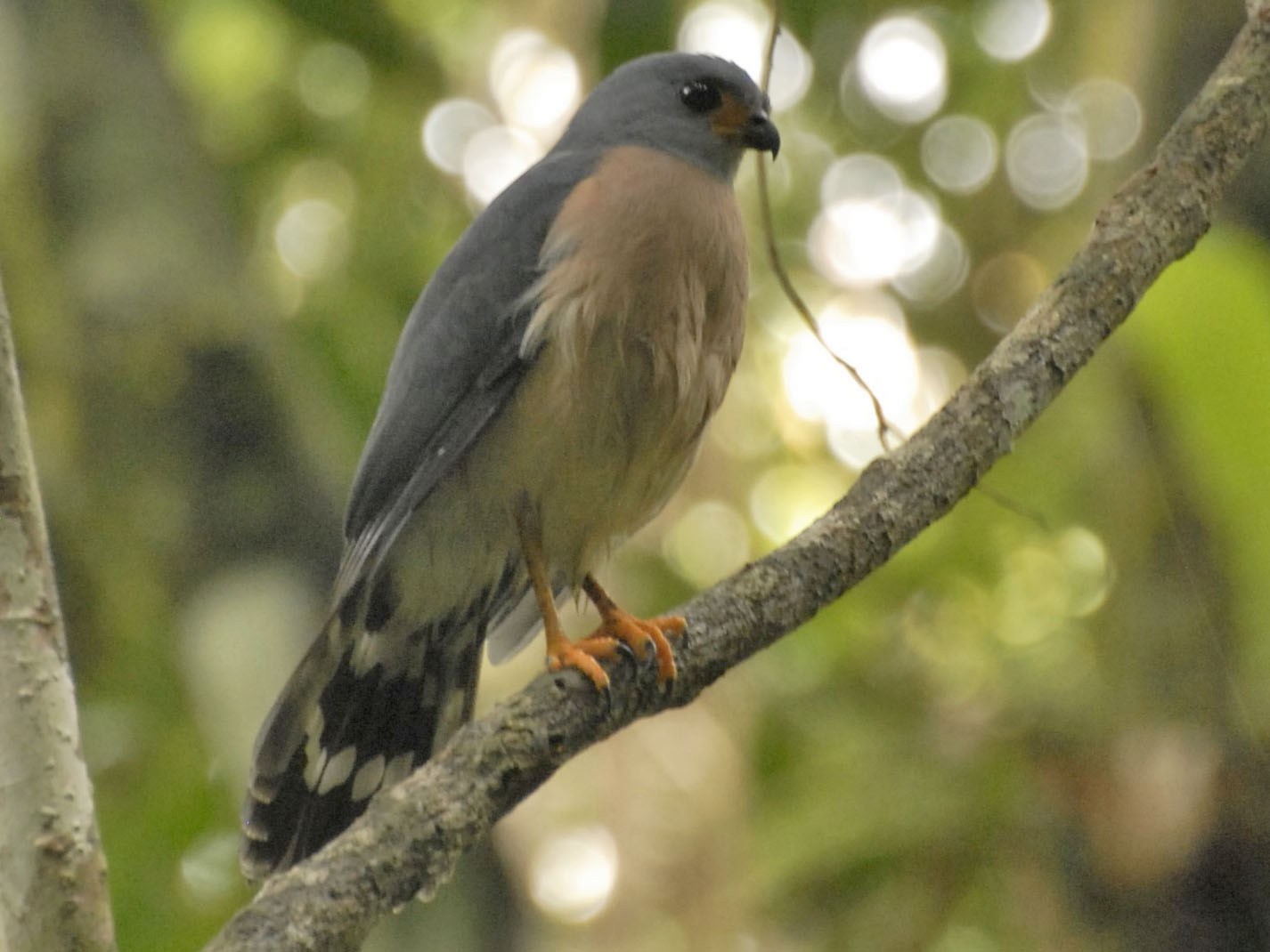 Spot-tailed Goshawk - eBird