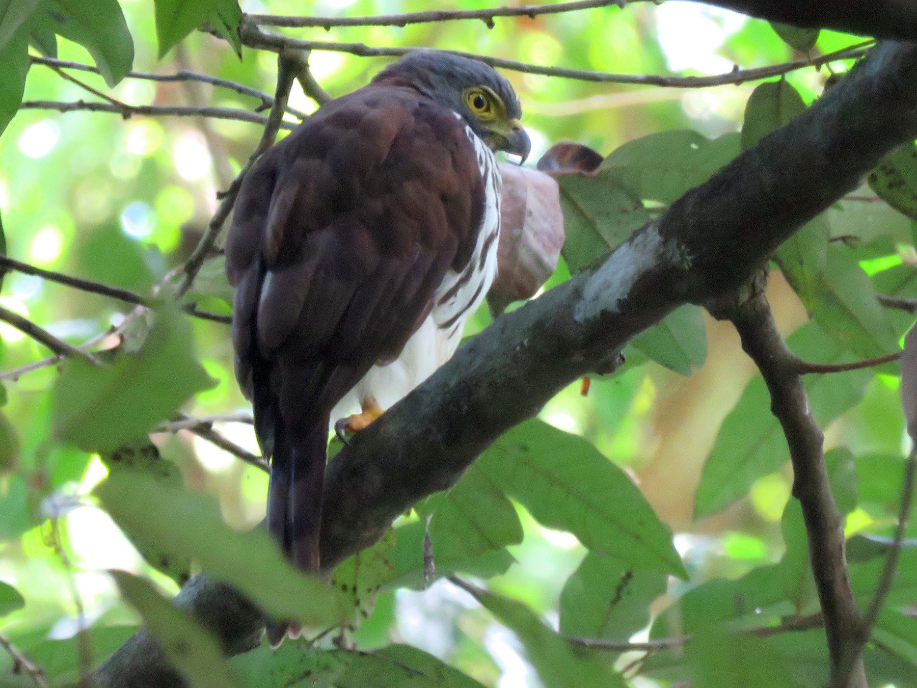 Sulawesi Goshawk - eBird