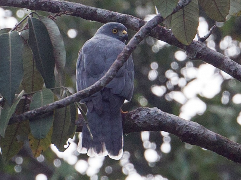 Moluccan Goshawk - eBird