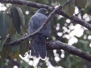 Moluccan Goshawk - eBird