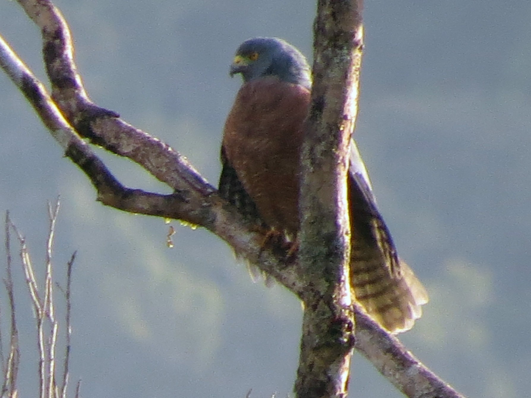 Moluccan Goshawk - eBird