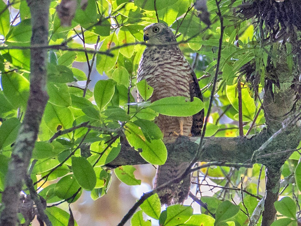 Moluccan Goshawk - eBird