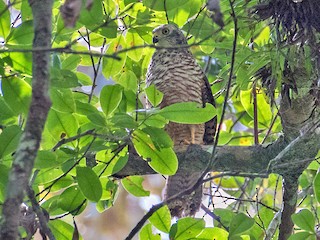 Moluccan Goshawk - eBird