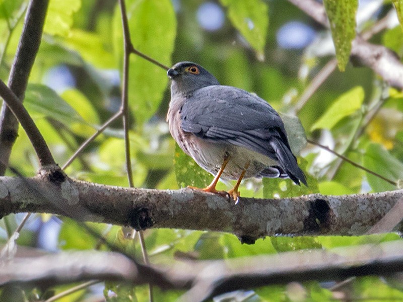 Small Sparrowhawk - eBird