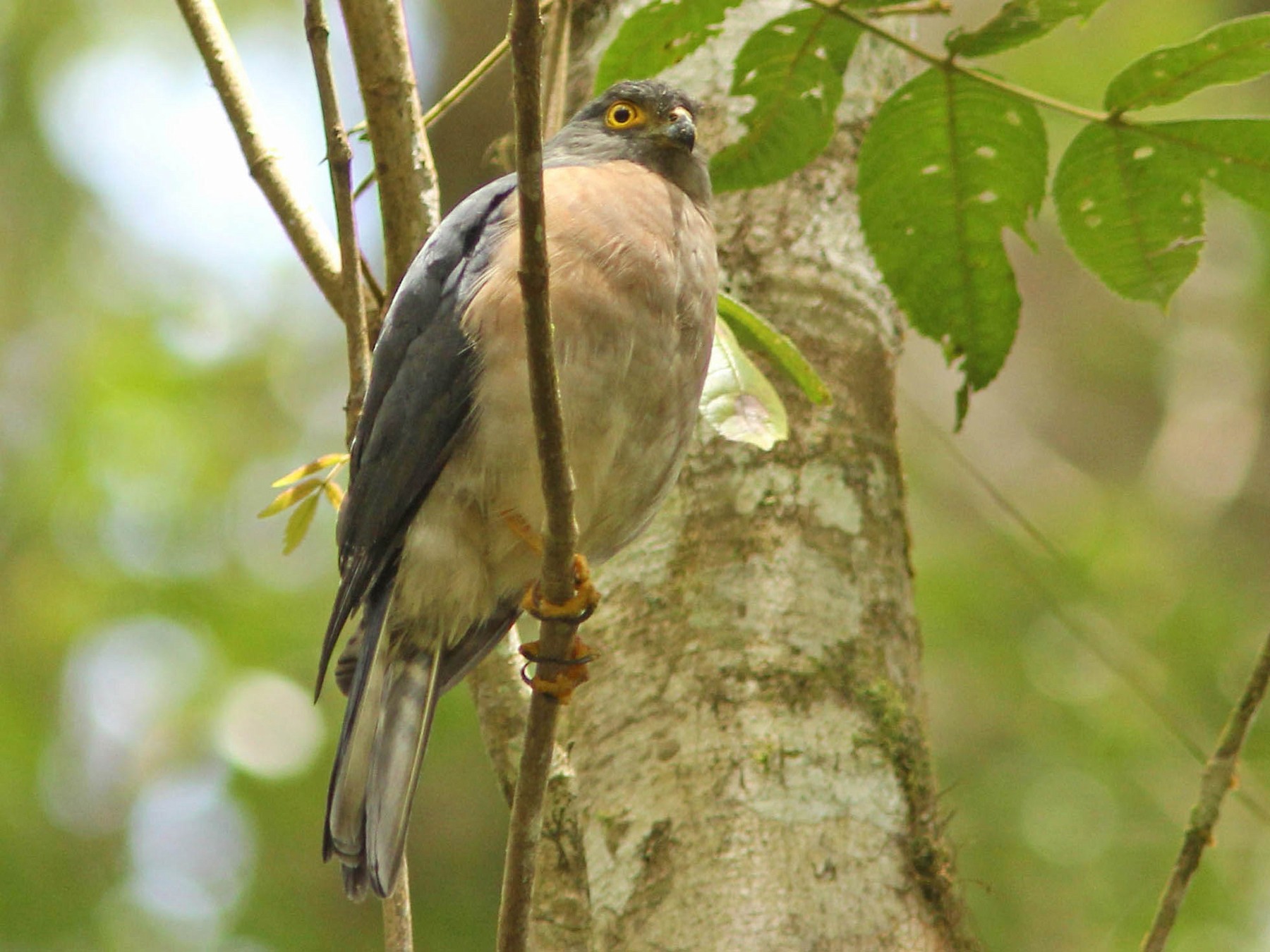 Small Sparrowhawk - eBird