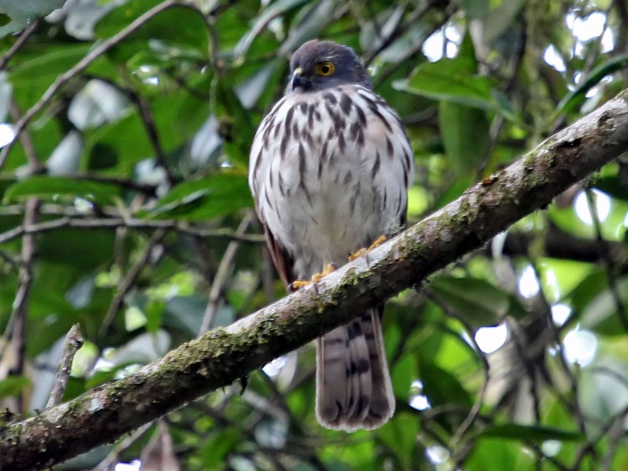 Small Sparrowhawk - eBird