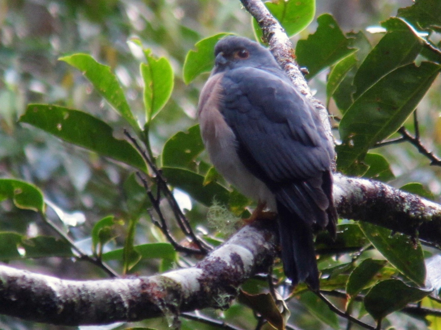 Small Sparrowhawk - eBird