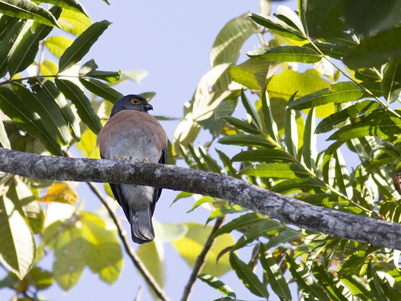 Small Sparrowhawk - eBird