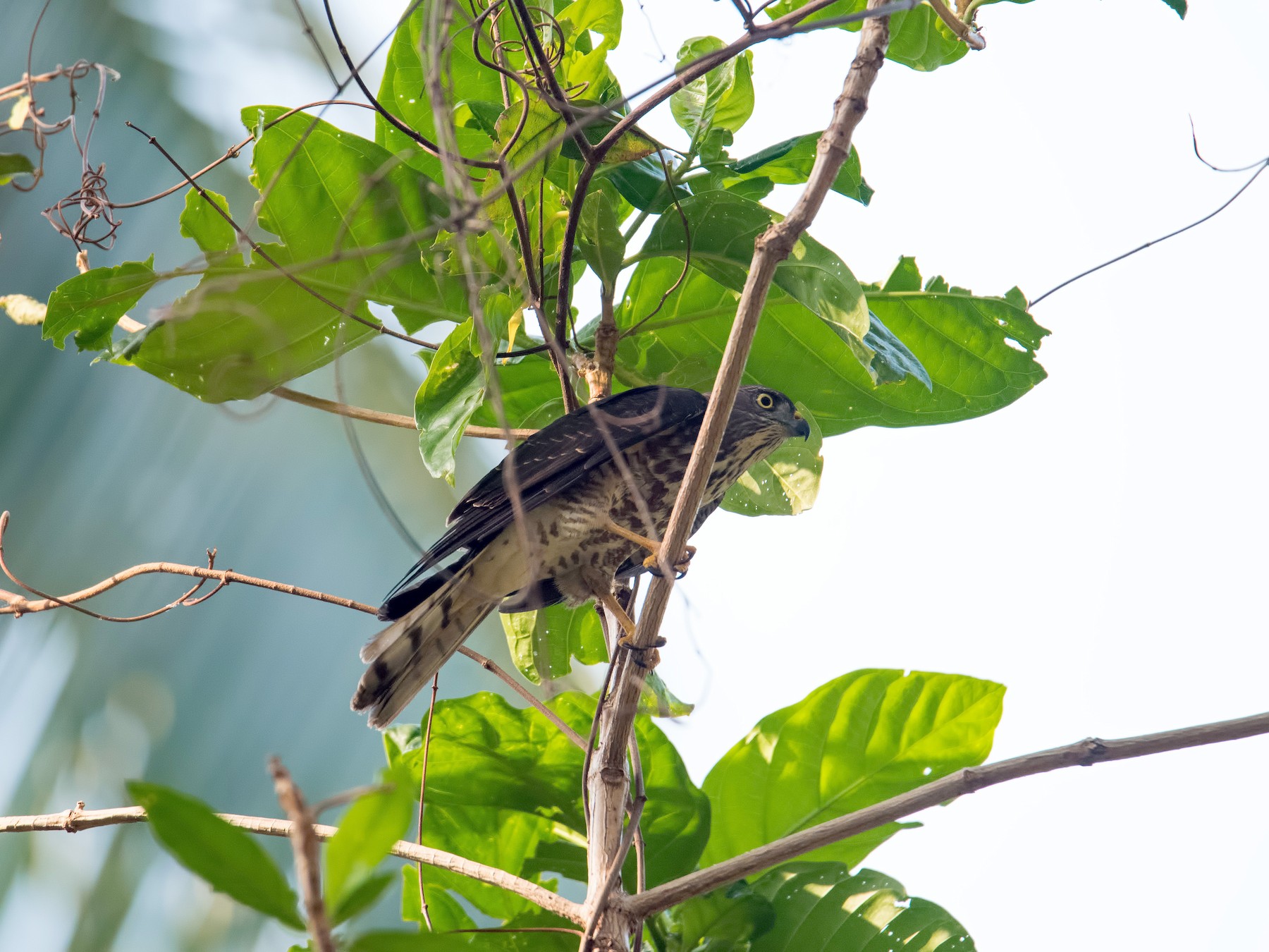 Sulawesi Goshawk - eBird