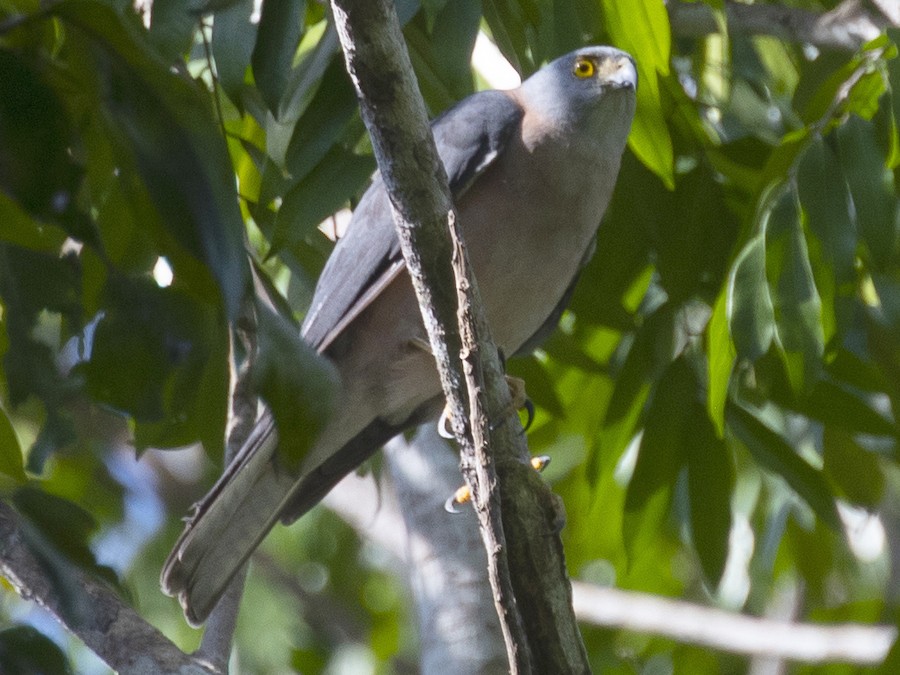 Elang-alap maluku - eBird
