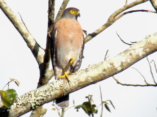 ムネアカツミ - eBird