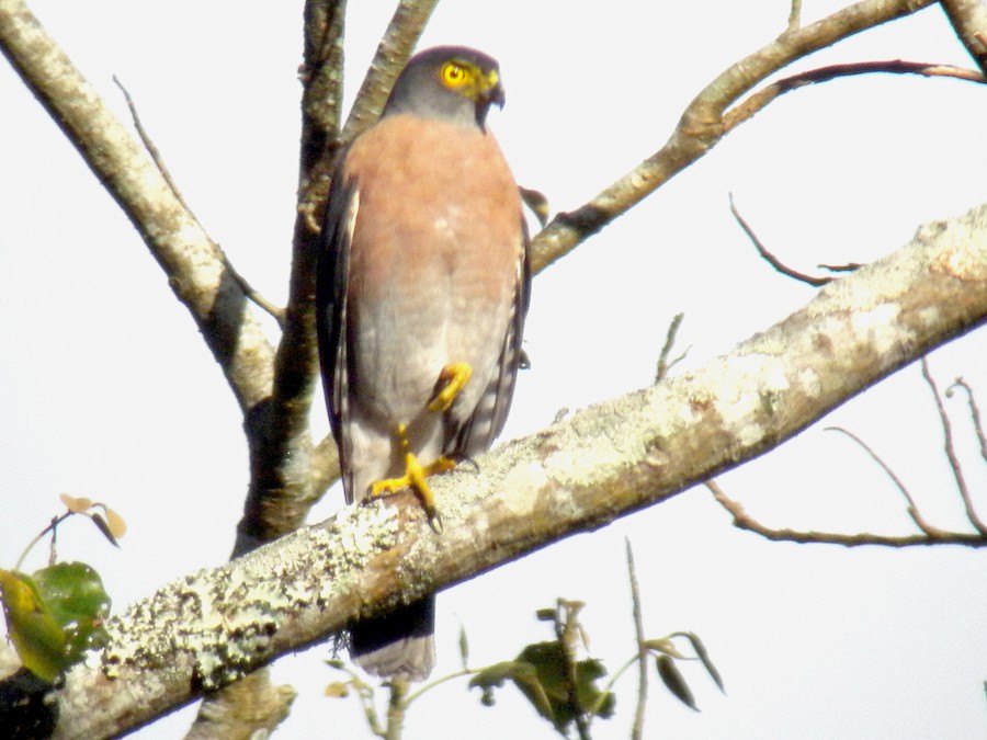 Elang-alap dada-merah - eBird