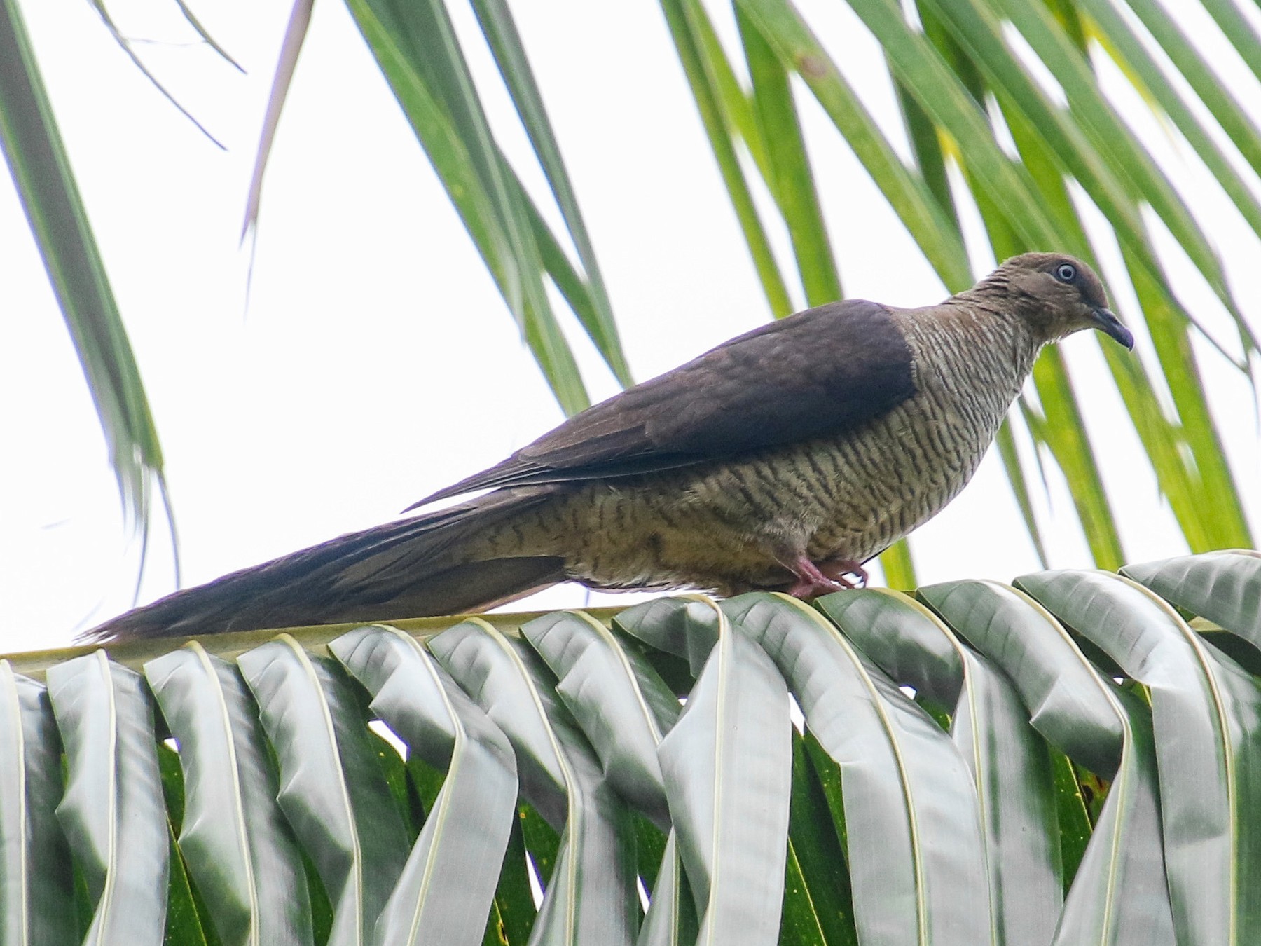 Flores Sea Cuckoo-Dove - eBird