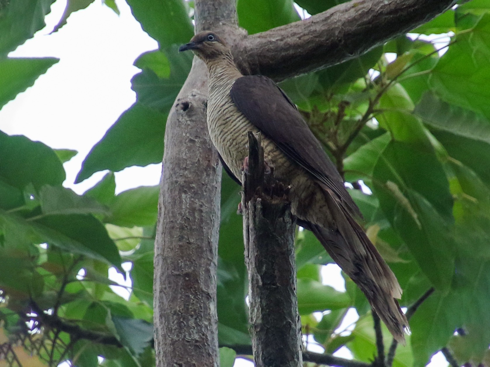 Flores Sea Cuckoo-Dove - eBird