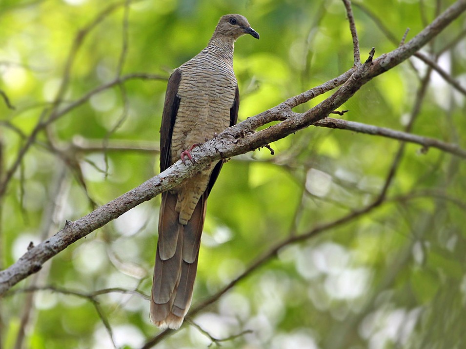 Flores Sea Cuckoo-Dove - Macropygia macassariensis - Birds of the World