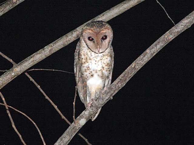 Photos - Lesser Masked-Owl - Tyto sororcula - Birds of the World